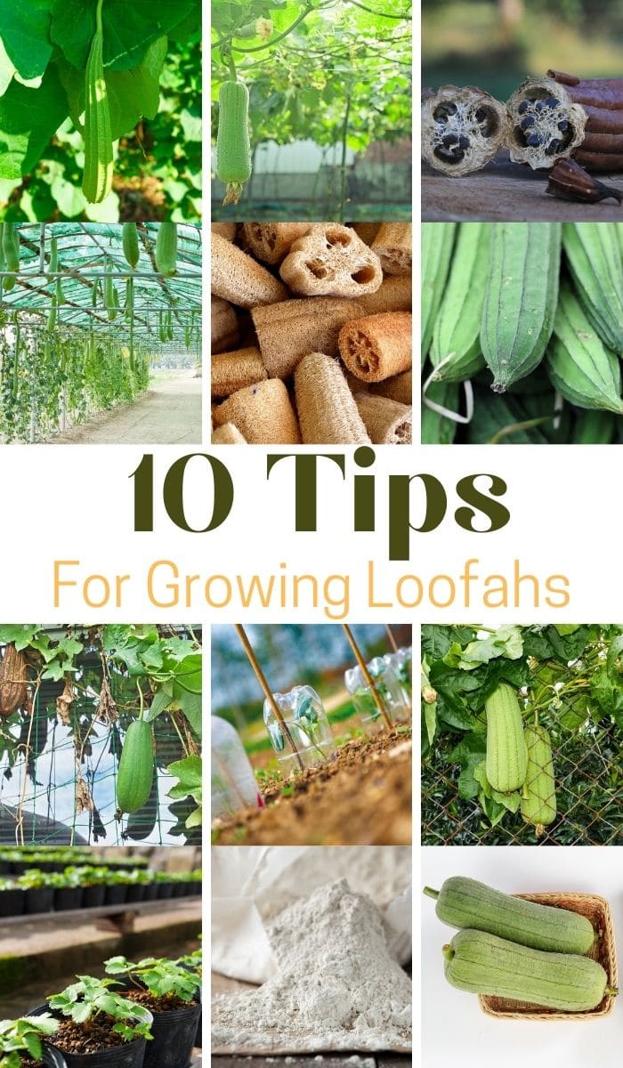 10 Amazing Tips for Growing Loofahs From Seeds - DIY & Crafts
