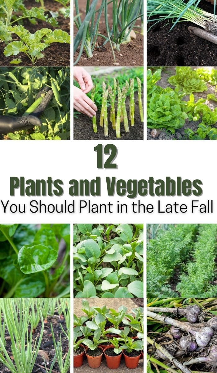 12 Vegetables to Plant in the Late Fall for a Full Table - DIY & Crafts